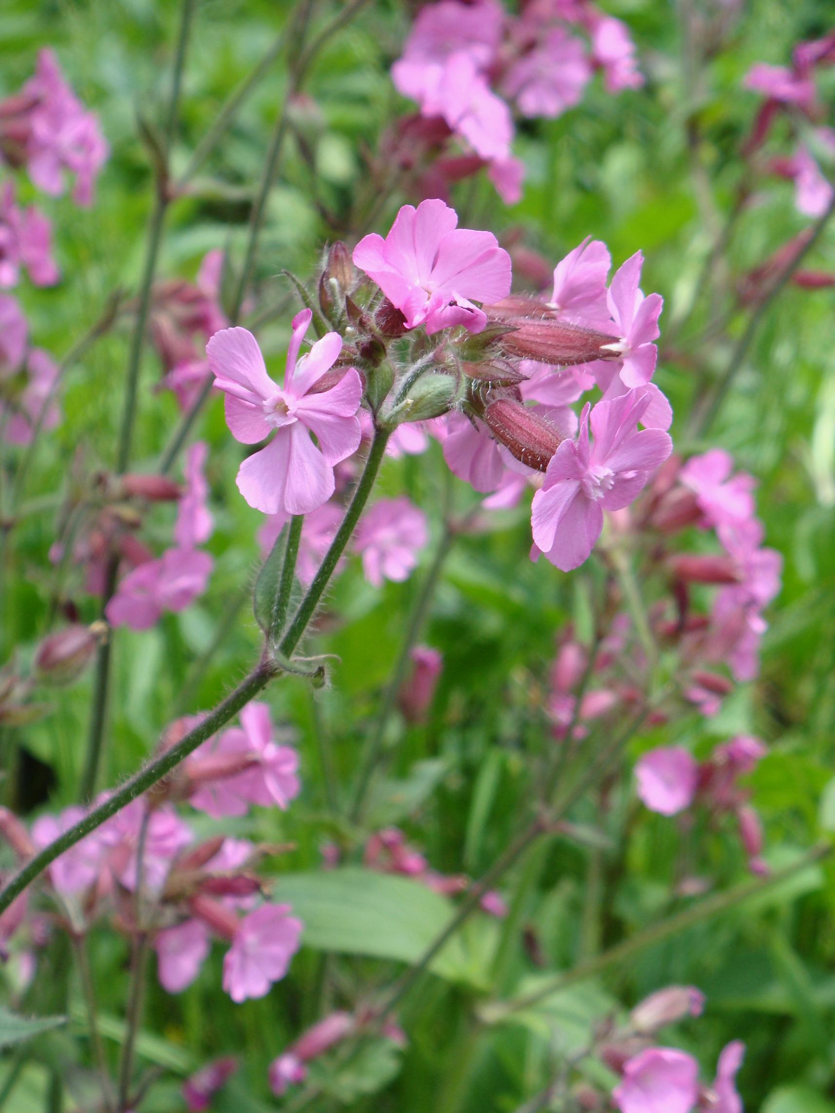 Silene pendula L.